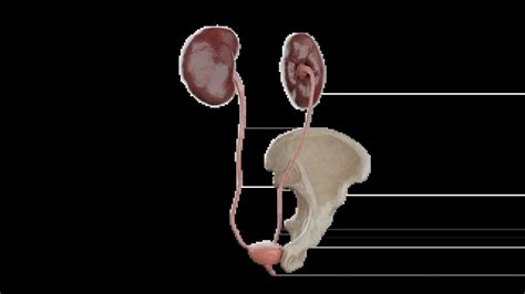 3d Anatomy Model Of Female Urinary System Voka