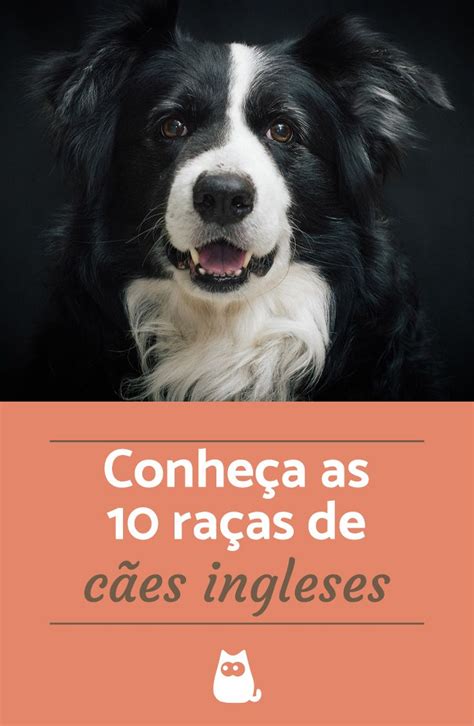 10 Raças De Cães Ingleses Descubra As Mais Populares Raça De Cachorro Raca Cães