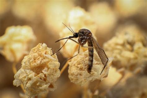 Mosquito Common House Mosquito Culex Pipiens Stock Image Image Of