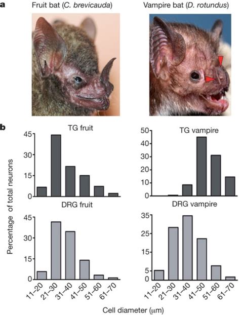Vampire Bats Physical Adaptations At Jack Shives Blog