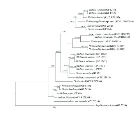 Bayesian Inference Tree Of The Genus Hebius Based On The Mitochondrial
