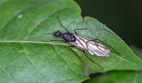 Flying Ants In Ohio What They Mean And How To Tell Them From Termites