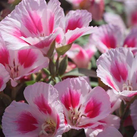 Clarkia Amoena Farewell To Spring I Heart California Native Plants
