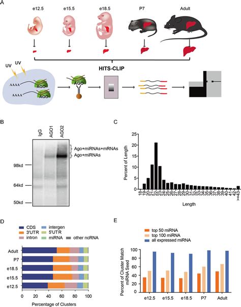 Genome Wide Identification And Characterization Of Mirna Target