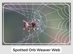 Spotted Orb Weaver Spider Neoscona Crucifera Facts Identifications