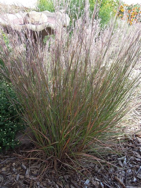 Shop Native Grasses Pleasant Prairie Nursery