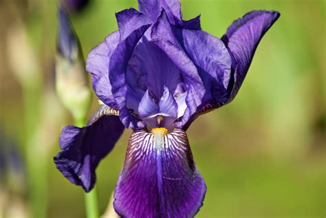 Eve Saar Photo Iirised Irises