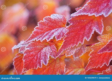 Orange Colored Frosted Leaves Of Physocarpus Opulifolius Diabolo Stock