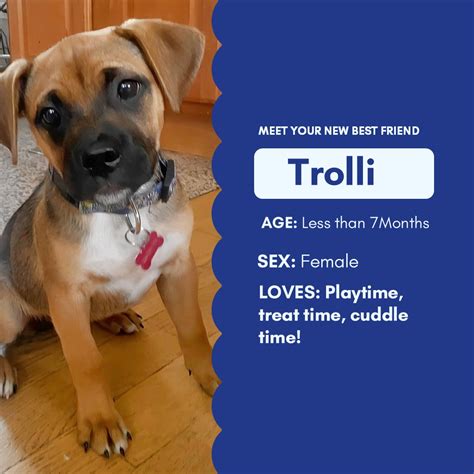 Chicagoland Dog Rescue Added A Chicagoland Dog Rescue