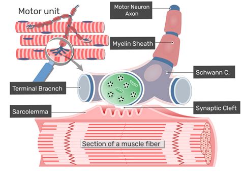 Synaptic Cleft Neuron Labeling Synapses Anatomy And Physiology I