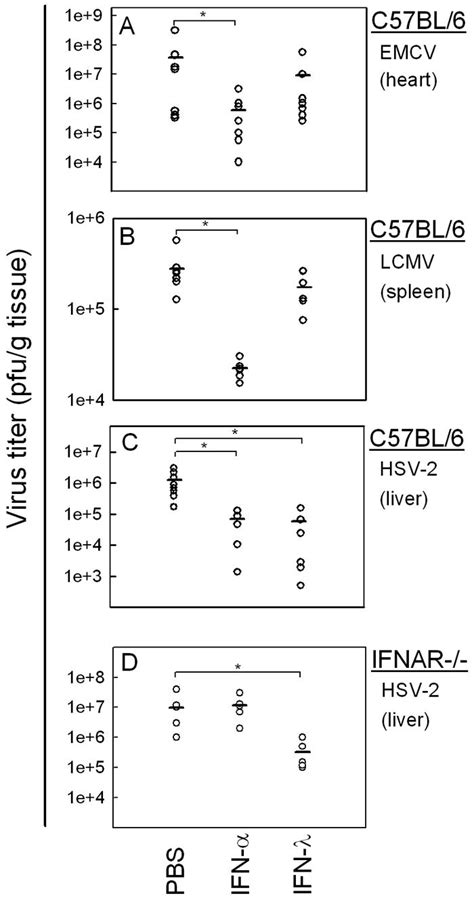 Lambda Interferon Ifn λ A Type Iii Ifn Is Induced By Viruses And