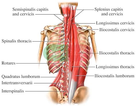 Transversospinales Physiopedia