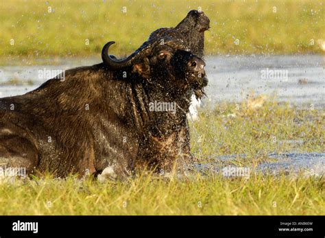 Two Buffalo Bulls Fighting In The Water With Their Horns Entangled