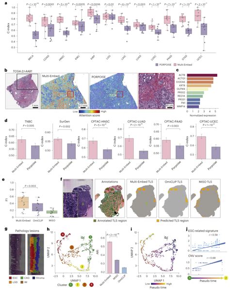Nat Methods 统一多模态嵌入驱动的病理形态与分子特征解码 腾讯云开发者社区 腾讯云