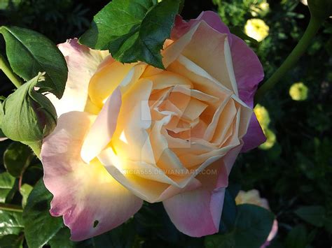 Rose 21 By Kicia555 On Deviantart