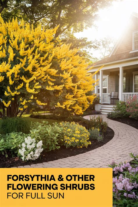 25 Best Shrubs For Full Sun Evergreens Flowering Perennials Drought Tolerant Artofit