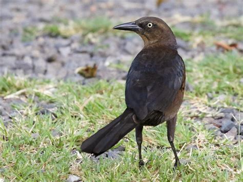 Nombre Pájaro Negro Descripción