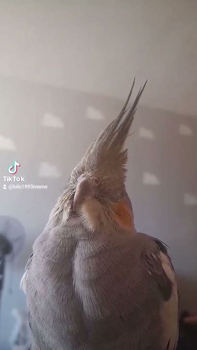 خوخا حبيبتي ببغاء ببغاء 2023 Youtubeshorts Youtube