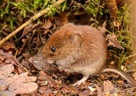 Mole Vs Vole Difference And Comparison