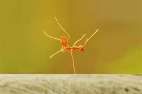 10 Crazy Facts You Never Knew About Ants