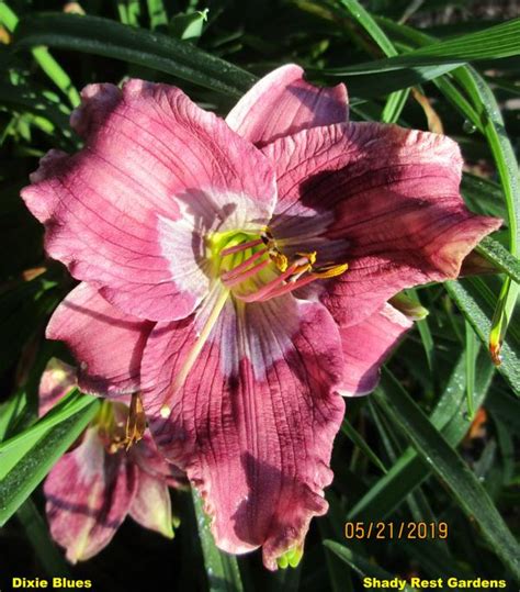 Shady Rest Gardens Dixie Blues