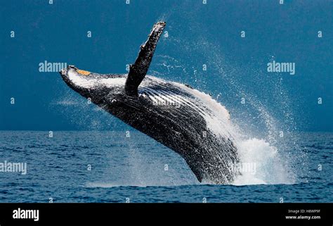 Humpback Whale Jumps Out Of The Water Beautiful Jump A Rare