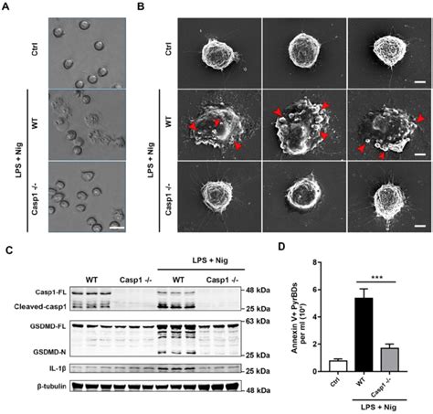 Caspase 1 Mediates The Formation And Release Of Pyrbds In Macrophages