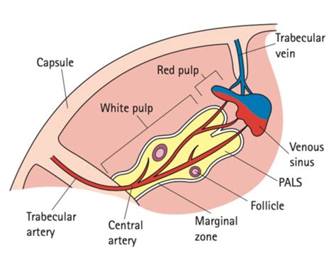 Spleen Pathology Flashcards Quizlet