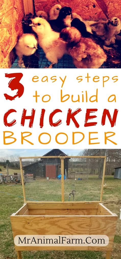 Chicken Brooder Easy Free Diy Chicken Brooder Plans