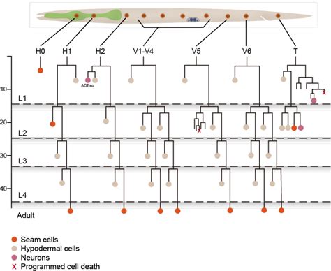 Figure 1 From Roles Of Ip3 Signaling In Wnt Regulated Asymmetric