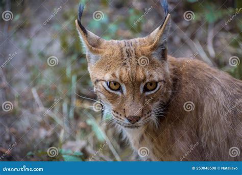 Eurasian Lynx A Medium Sized Wild Cat With Black Tufts Of Hair On Its