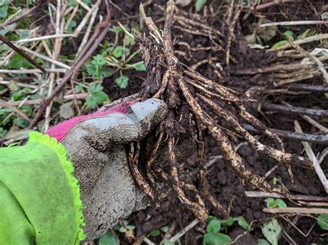 Can We Make Sugar From Skirret Root Cooking Forum At Permies