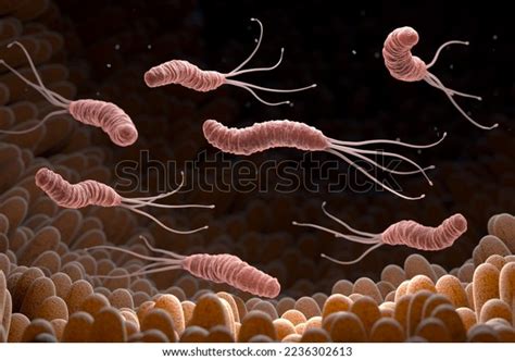 Helicobacter Pylori Gram Negative Microaerophilic Bacterium Found Stock