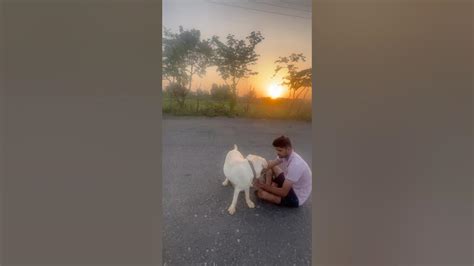 Cute Labra Dog Youtube