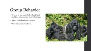 Gorilla Social Groups And Communication Pptx