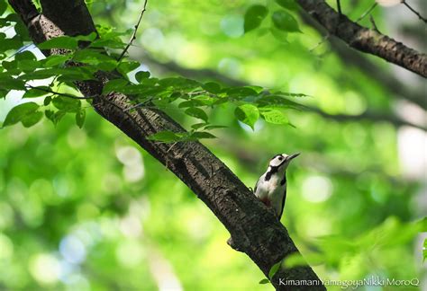 気ままに山小屋日記 Omd E M1 Mk2 で野鳥撮影