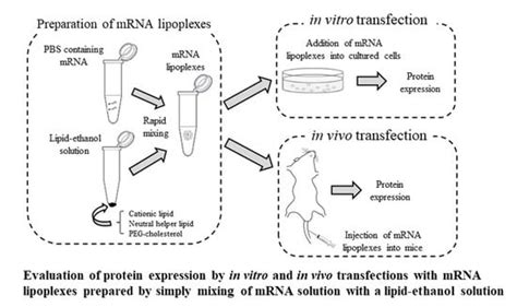 Efficient Mrna Delivery With Mrna Lipoplexes Prepared Using A Modified