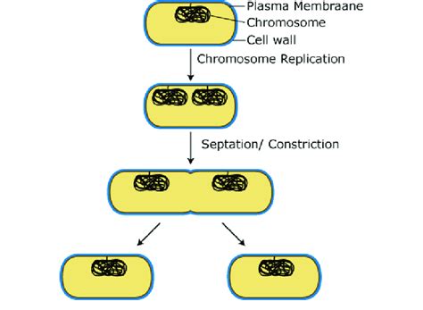 Eubacteria Definition And Examples Biology Online Dictionary