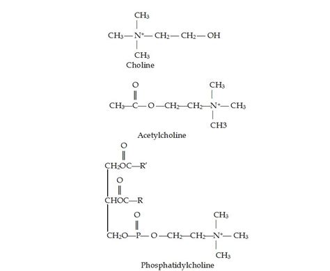 Choline Chemical Structure Brain Mind Article