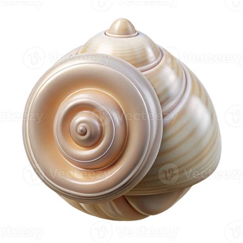 Magnificent Classic A Seashell Intricate Spiral Pattern Pea Detailed