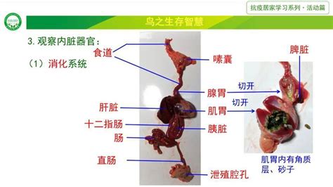 鸟类解剖结构图 千图网