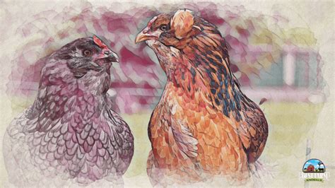 Easter Egger Chickens Ultimate Guide To Colored Egg Layers