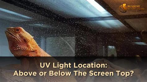 Bearded Dragon Uv Light Location Above Or Below Screen Top