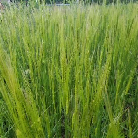 Fall Planted Einkorn Great Lakes Staple Seeds