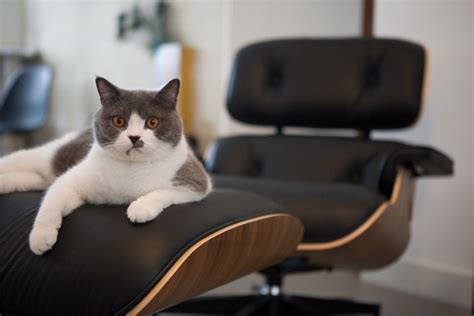 Charlie And Eames Lounge Chair 01 Goodiesphoto Flickr