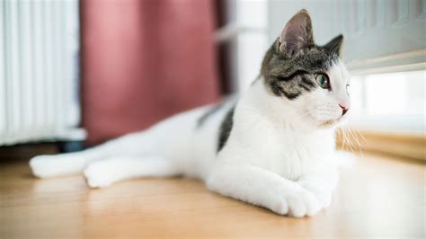 Cat Amputation In Milton Fl Accessible Veterinary Care