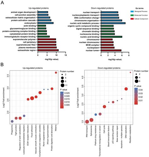 Multiple Biological Processes Signaling Pathways Might Be Involved In