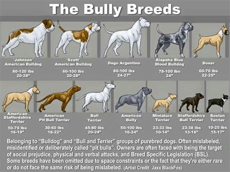 Identify Common Dog Breeds In The Bull And Bull Terrier Families