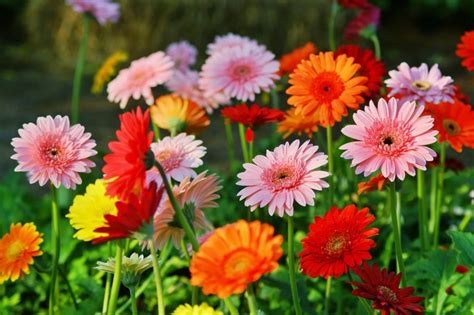 These 10 Beautiful Gerbera Varieties Are Uniform And Reliable