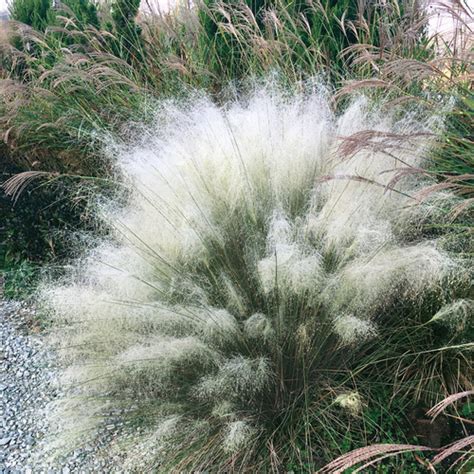 How To Grow White Cloud Muhly Grass An Adaptable Native Grass Fine